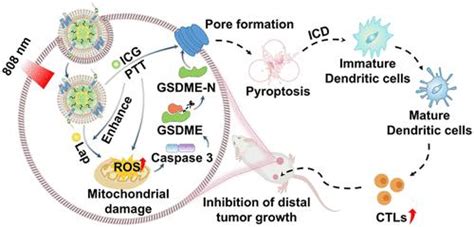 提高精度：可控自协同纳米平台启动基于细胞焦亡的免疫原性细胞死亡级联，用于靶向肿瘤治疗 Acs Nano X Mol