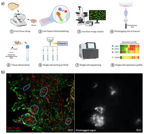 Cells Free Full Text Spatial Transcriptomic Technologies