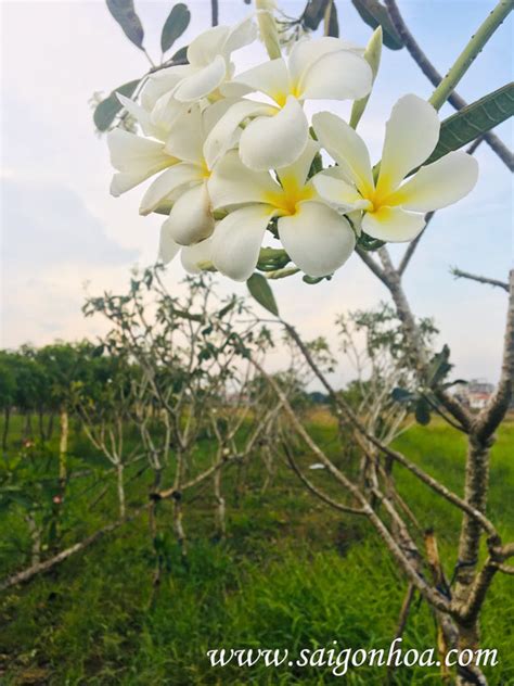Cây Sứ đại Trồng Trước Nhà được Không • Sài Gòn Hoa