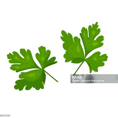 파슬리는 흰색 배경 파슬리에 고립 된 신선한 허브를 떠난다 흰색 배경에 파슬리의 그림 밝은 녹색 향기로운 잎파슬리 의 잔개 벡터 일러스트레이션 0명에 대한 스톡 벡터 아트