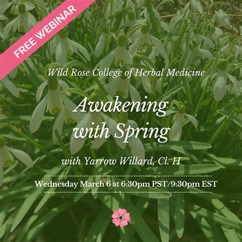 Awakening With Spring Wild Rose College Of Herbal Medicine