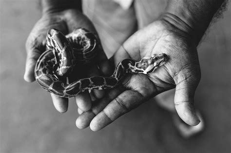 python sri lanka jo currie photography auckland photographer