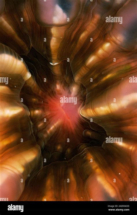 Coral Polyp Mouth Close Up Of The Mouth Pink Centre Of A Hard Coral