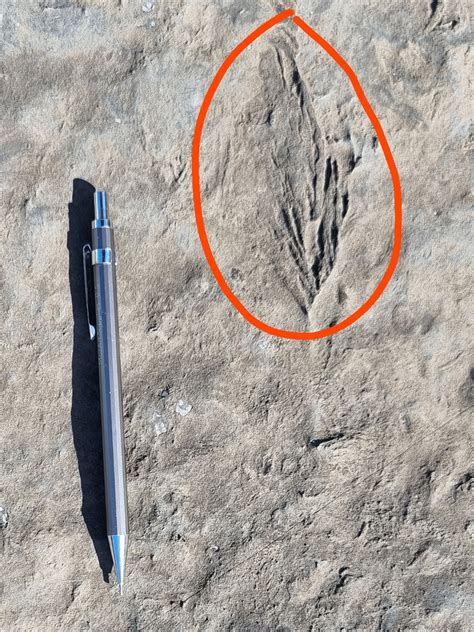 Help Identify Fossil R Paleontology