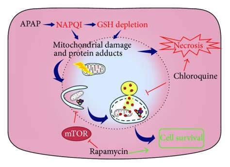 Protective Role Of Autophagy In APAP Induced Hepatotoxicity APAP Is Download Scientific