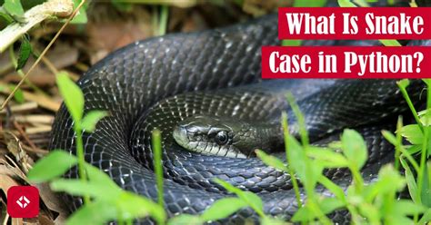 What Is Snake Case In Python The Renegade Coder