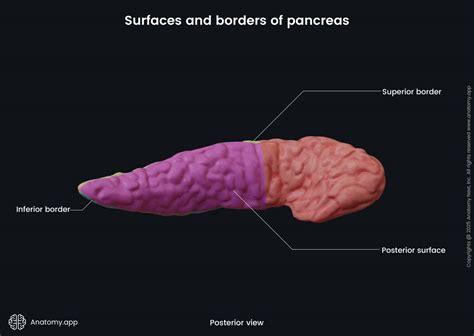 Surfaces And Borders Of Pancreas Posterior View Anatomyapp
