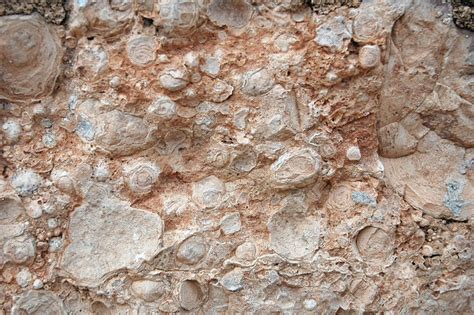 Oncolitic Limestone 9 A Photo On Flickriver