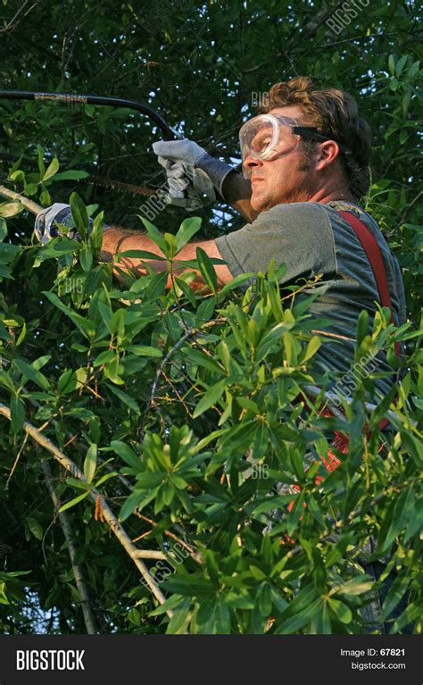 Tree Trimmer Image Photo Free Trial Bigstock