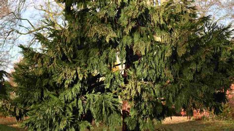 Ornamental Cedar Trees Pictures Add Cedar Trees To Your Landscape