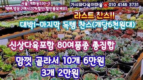 가시와다육이마을🌼대박👍마지막득템찬스 신상다육포함80여종 총집합 🌼맘껏골라서 3개2만10개 6만원succulents Plant 多肉植物 Youtube