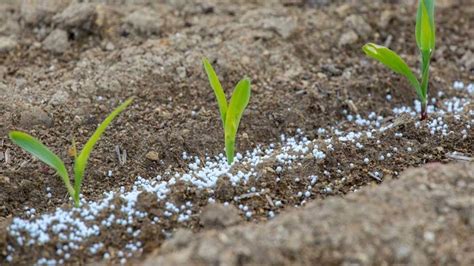 Consideraciones Para Un Uso Más Eficiente De Los Fertilizantes