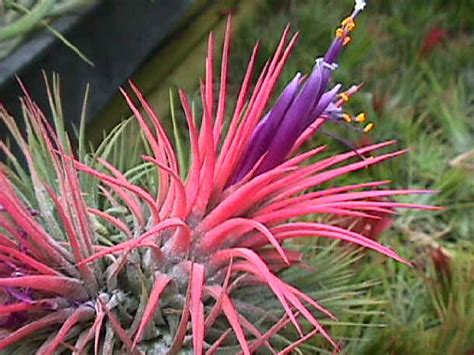 Tillandsia ionantha v. ionantha - Bird Rock Tropicals