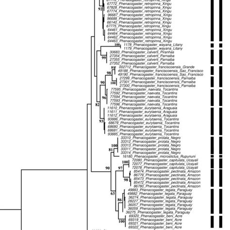 maximum likelihood tree based on the cytochrome oxidase c subunit 1