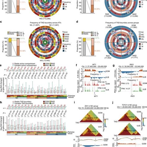 Transcriptomic And Chromatin Architecture Dynamics In Distinct Ats