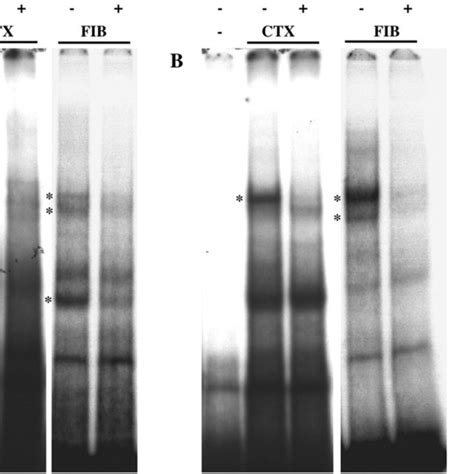 Emsa Of Three Putative Tf Binding Sites Form Dna Protein Complexes In