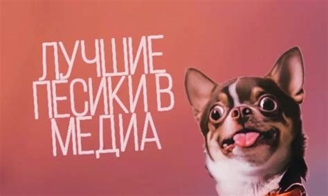 Тест-турнир Лучшие пёсики в медиа