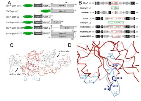 Structure Of Egfp Gephyrin Deletion Constructs And Mutant Constructs