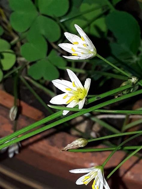 How To Grow Nothoscordum Bivalve Earthone