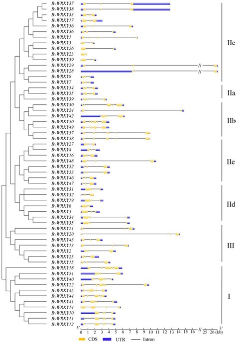 The Exon Intron Structures Of The Bvwrky Genes Exon Intron Structure