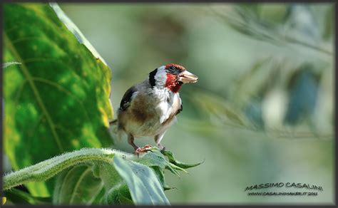 Cardellino Casalinimakerit Massimo Casalini Wildlife Nature Photographs
