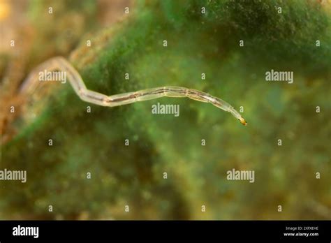 biting midge larva ceratopogonidae europe november controlled