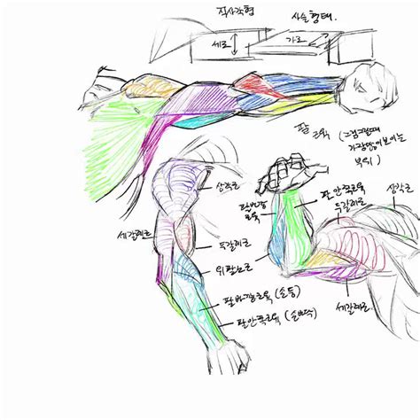 Nizee 클래스101 On Twitter 팔근육은 크게 몇가지만 알아도 그림그릴때 모두다 해결 가능한 큰 덩어리의 근육들이 있다 이 근육들만 알아도 왠만한