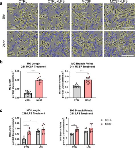 Development And Characterization Of In Vitro Inducible Immortalization