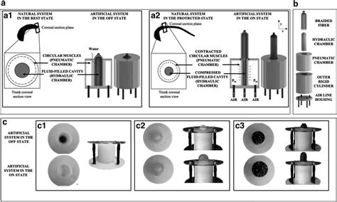 Bioinspired Linear Actuator Concept A Illustration Of The Real Download Scientific Diagram