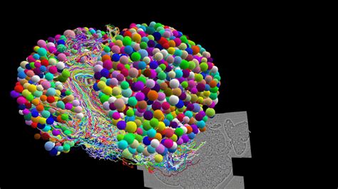 First Complete Map Of A Fly Brain Has Uncanny Similarities To Ai Neural Networks