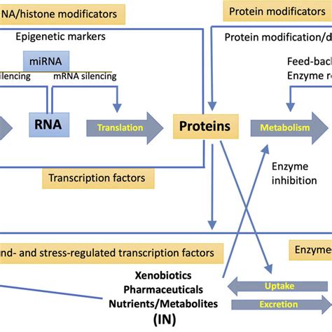 Mutual Interactions Between Transcription Translation And Metabolism