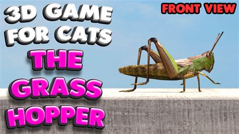 3d Game For Cats Catch The Grasshopper Front View 4k 60 Fps
