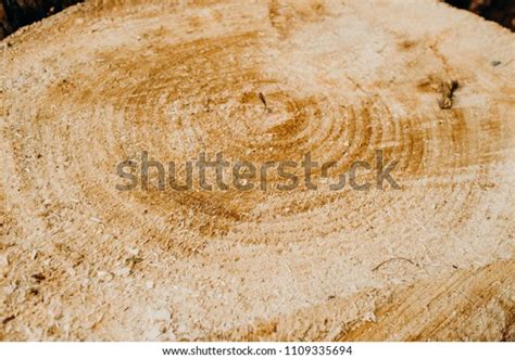 Cut Tree Cross Section Tree Trunk Stock Photo Shutterstock