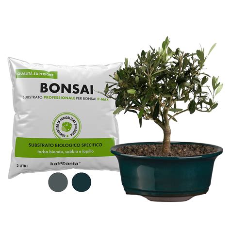 Round Bonsai Pot With Drainage Hole And Specific Substrate Kalapanta