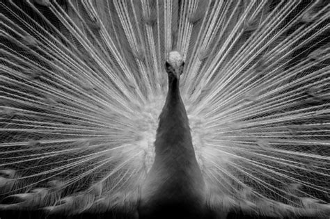Leucistic Peacock The Mono Awards