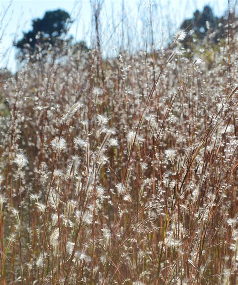 Oklahoma Native Grasses