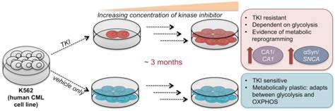 Developed Resistance Of A Cml Cell Line To Three Different