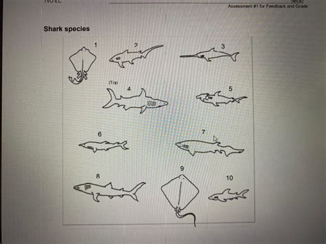 Using The Shark Anatomy Pictures And The Key Provided Classify The Course Hero