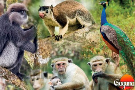 සත්ත්ව සංගණනයේ වාර්තාව අද ගගන