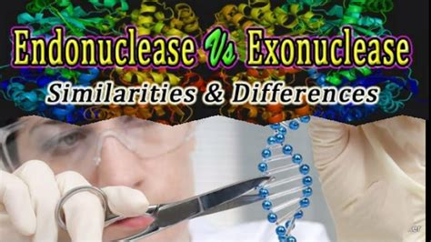 Differences Between Endonuclease And Exonuclease •rdna Technology Csir
