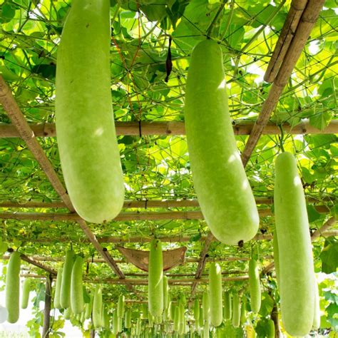 Bottle Gourd লউ Fresh Organic Foods