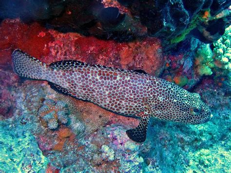 Honeycomb Grouper Epinephelus Merra