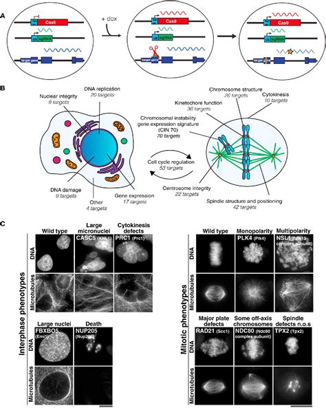 Figure 1 From Large Scale Analysis Of Crisprcas9 Cell Cycle Knockouts