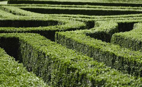4 Garden Maze Images Free Images Backgrounds And Wallpapers