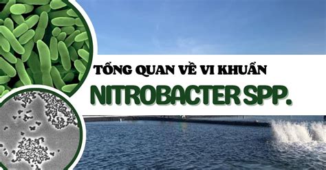 Tổng Quan Về Vi Khuẩn Nitrobacter Spp Labvn