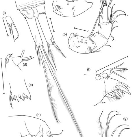 Eucyclops Agiloides Sarsi Subsp N Morphological Structures Of