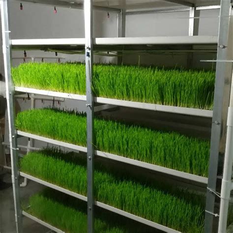 China Fodder Growing System Manufacturers Wholesale Fodder Growing