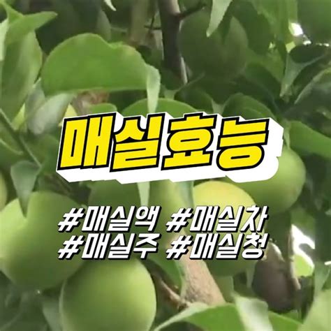 매실 효능 매실액 매실차 매실주 매실청 효능 네이버 블로그