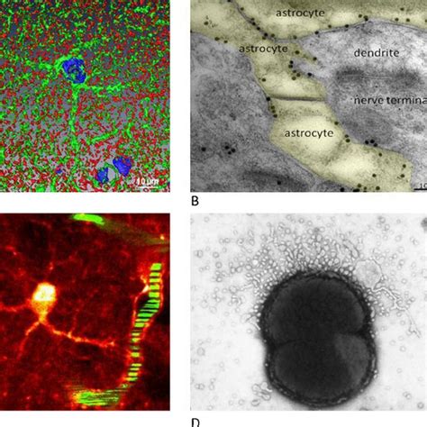 Astrocytes And Bacterial Exosomes A Confocal Image Showing An Download Scientific Diagram