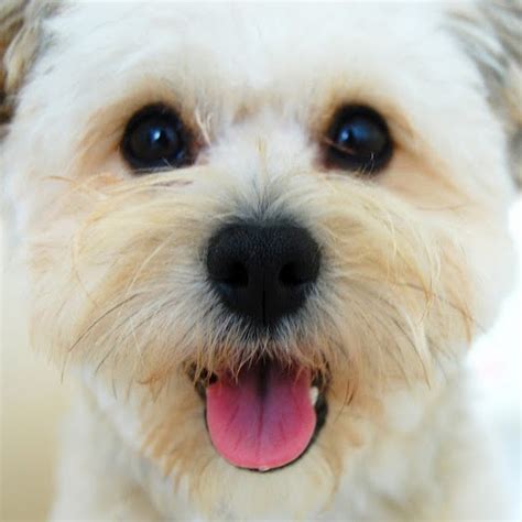 Coco Chapman Youtube